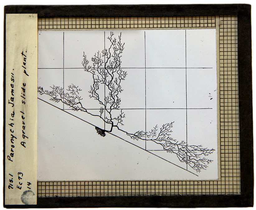 Preservation Self-Assessment Program (PSAP) | Slides & Transparencies